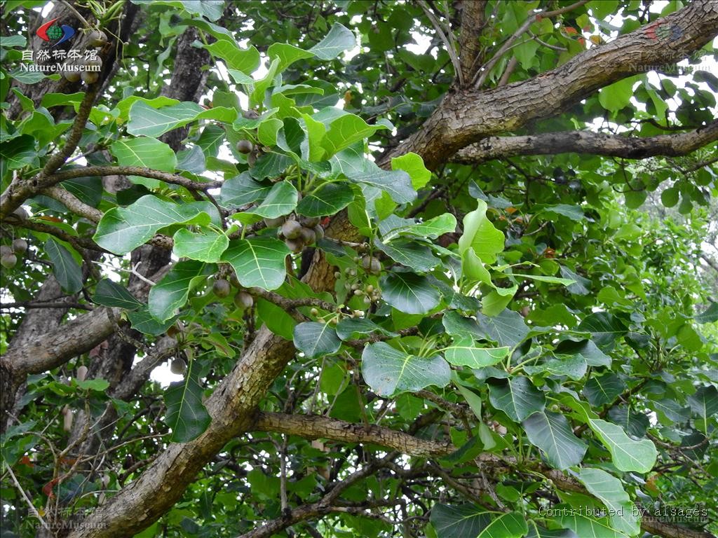 Terminalia bellirica - PictureThis