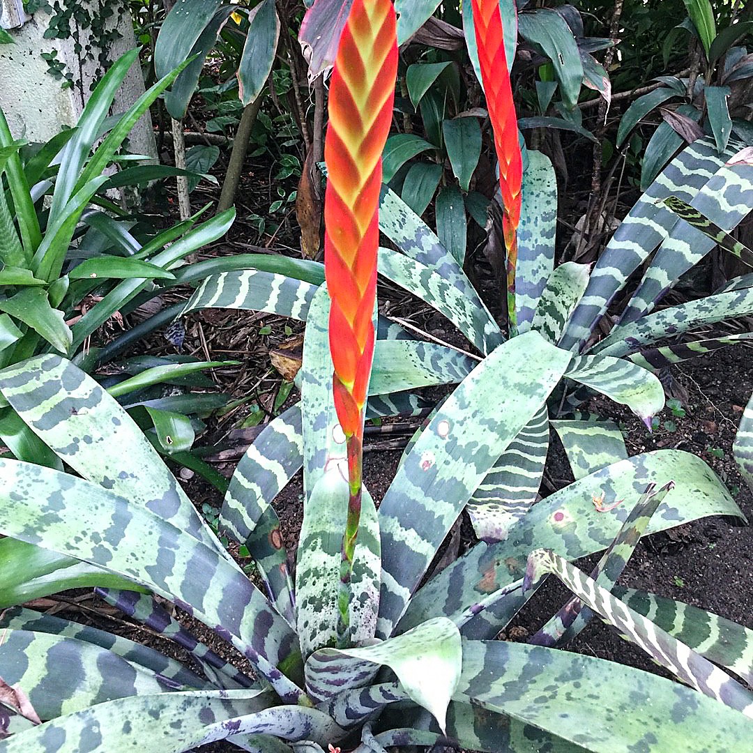 PictureThis - Lutheria splendens