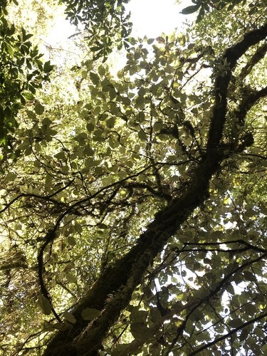 Daisy-bush (Olearia) - PictureThis