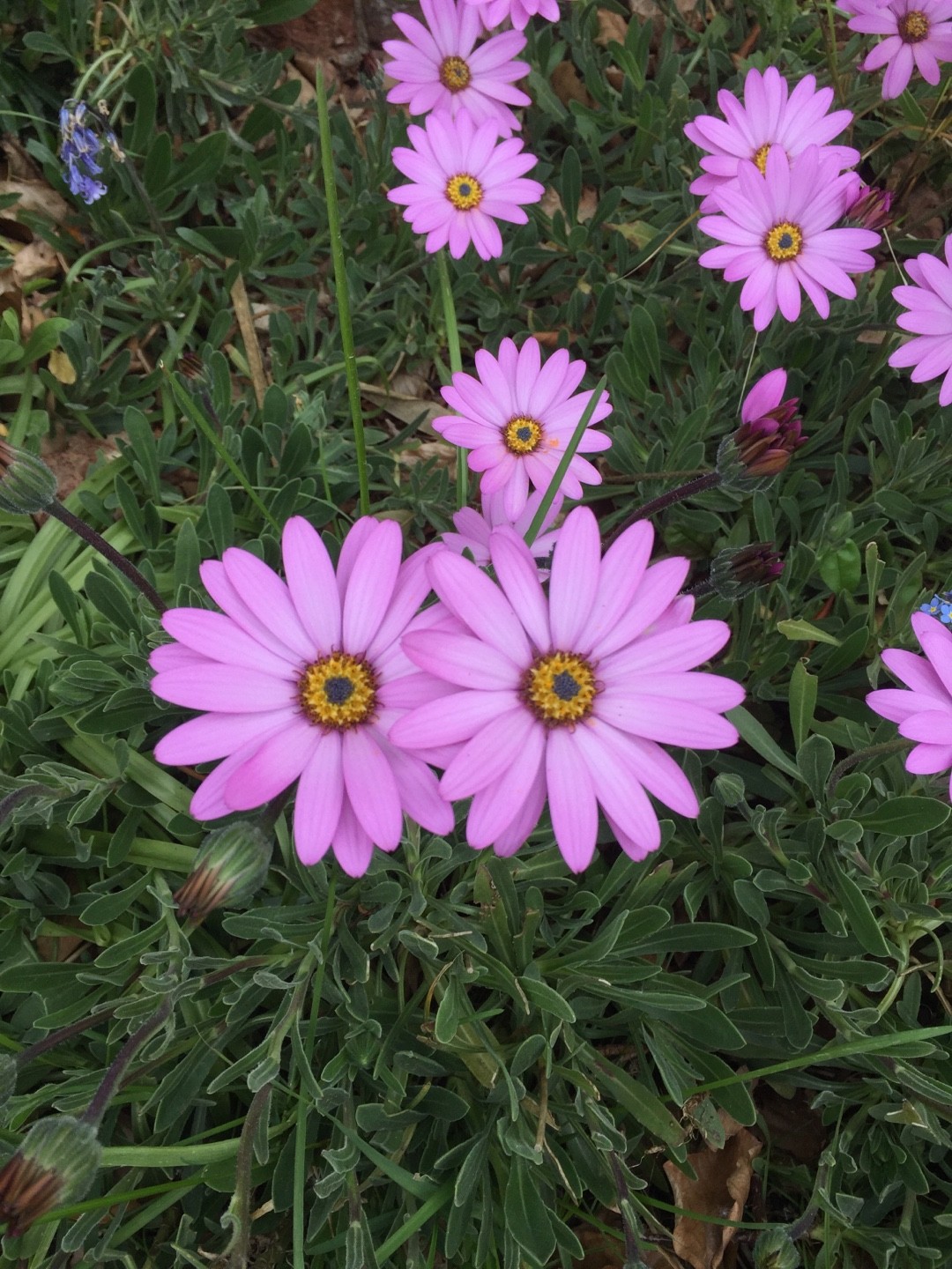 Dimorphotheca - PictureThis