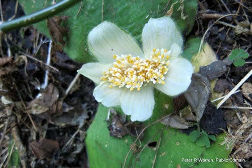 Haemanthus deformis - PictureThis