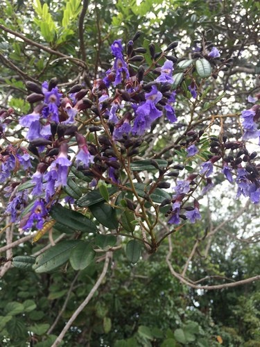 Bowdichia virgilioides - PictureThis