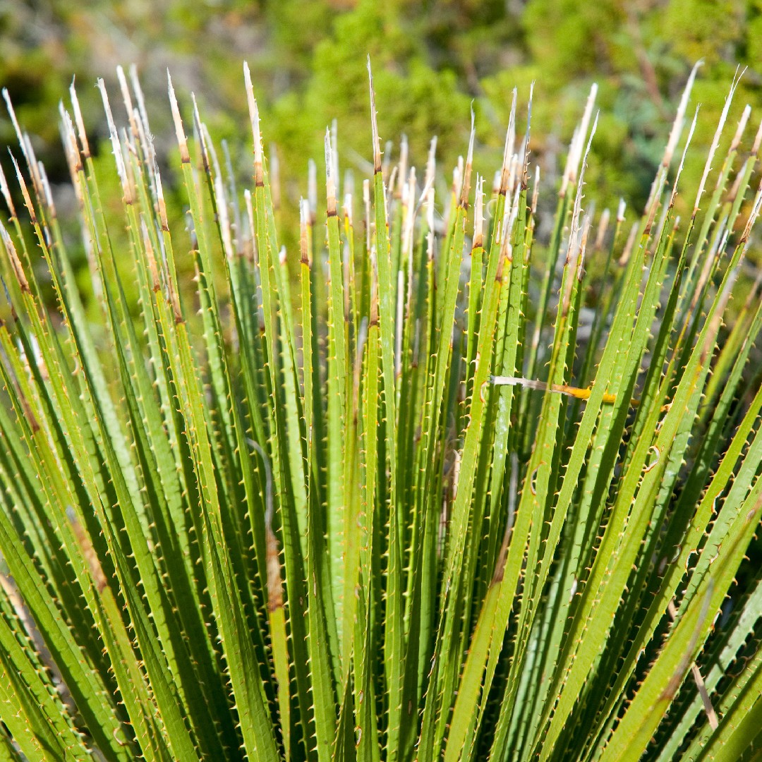 Dasylirion wheeleri 은 상록수입니까? - PictureThis