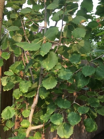 Euphrates poplar (Populus euphratica) Flower, Leaf, Uses - PictureThis