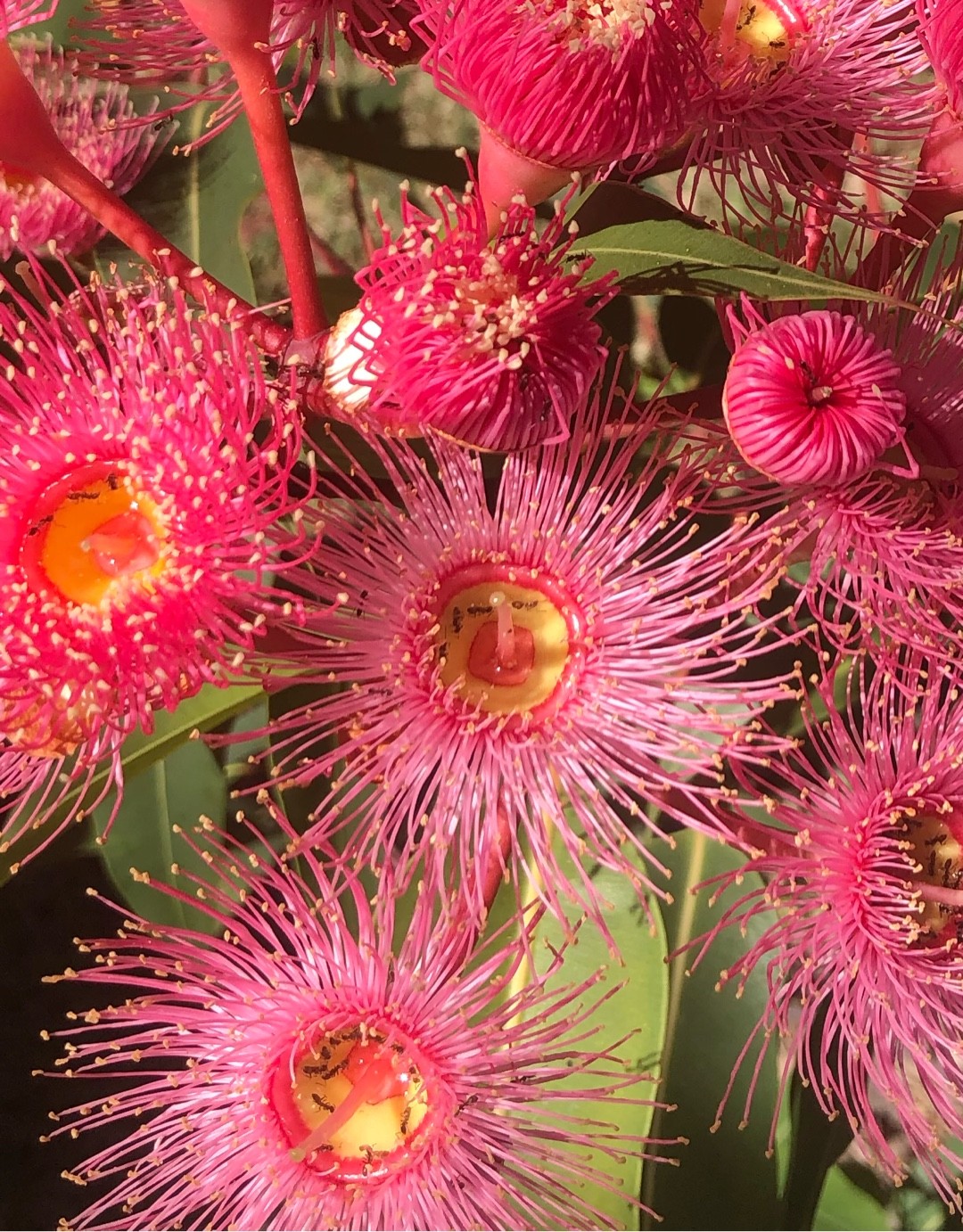 Eucalipto-de-flor-vermelha (Corymbia ficifolia) - PictureThis