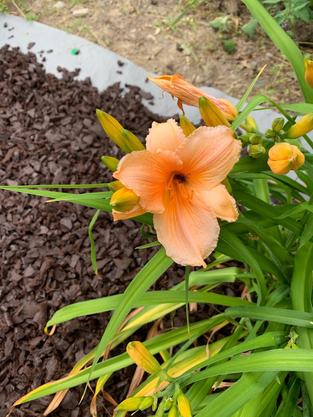 Hemerocallis 'Bertie Ferris' - PictureThis