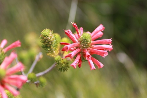 Erica abietina - PictureThis