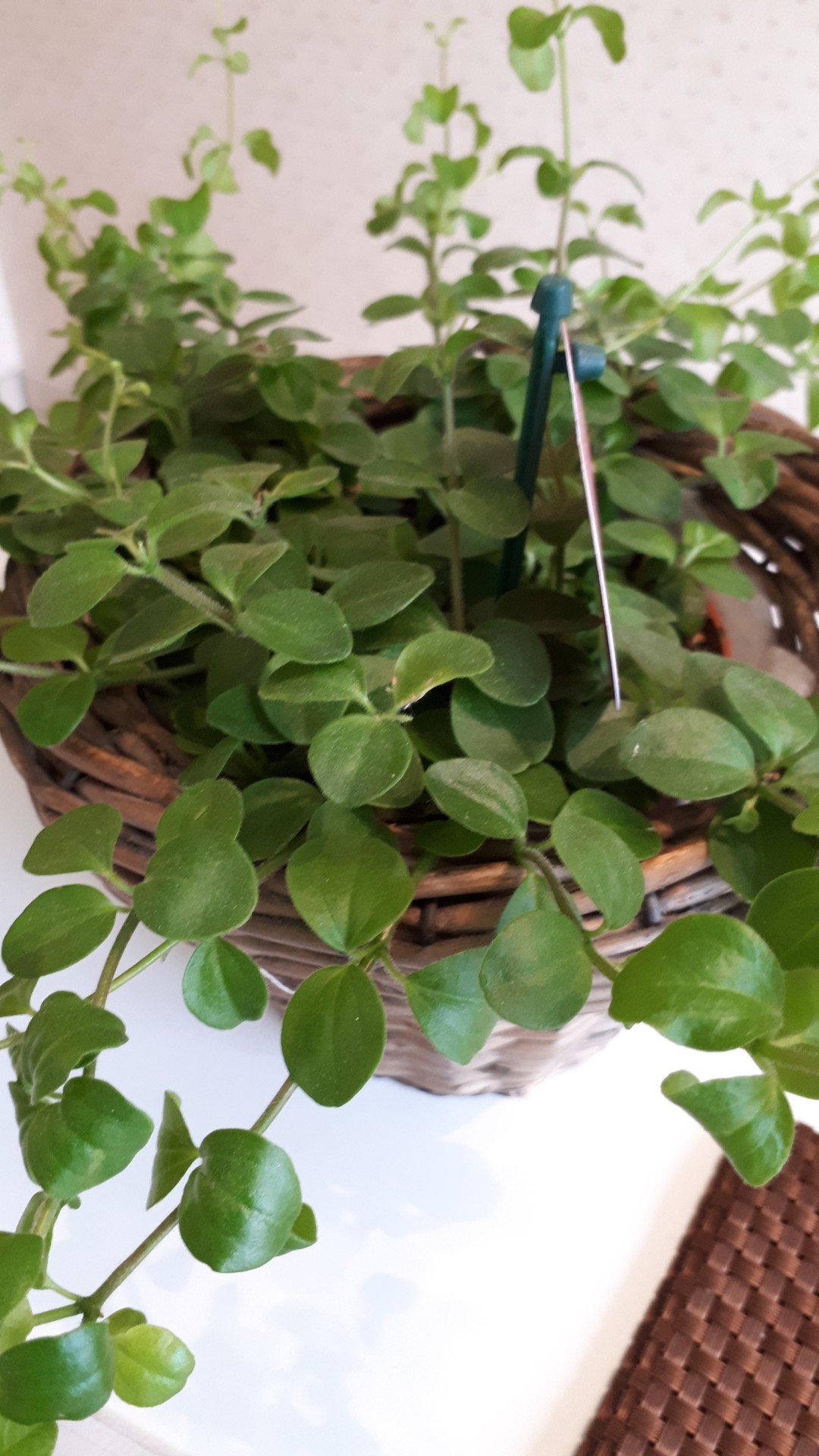 Peperomia okrągłolistna (Peperomia rotundifolia) - PictureThis