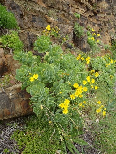 Bedelio africano y parientes (Othonna) - PictureThis