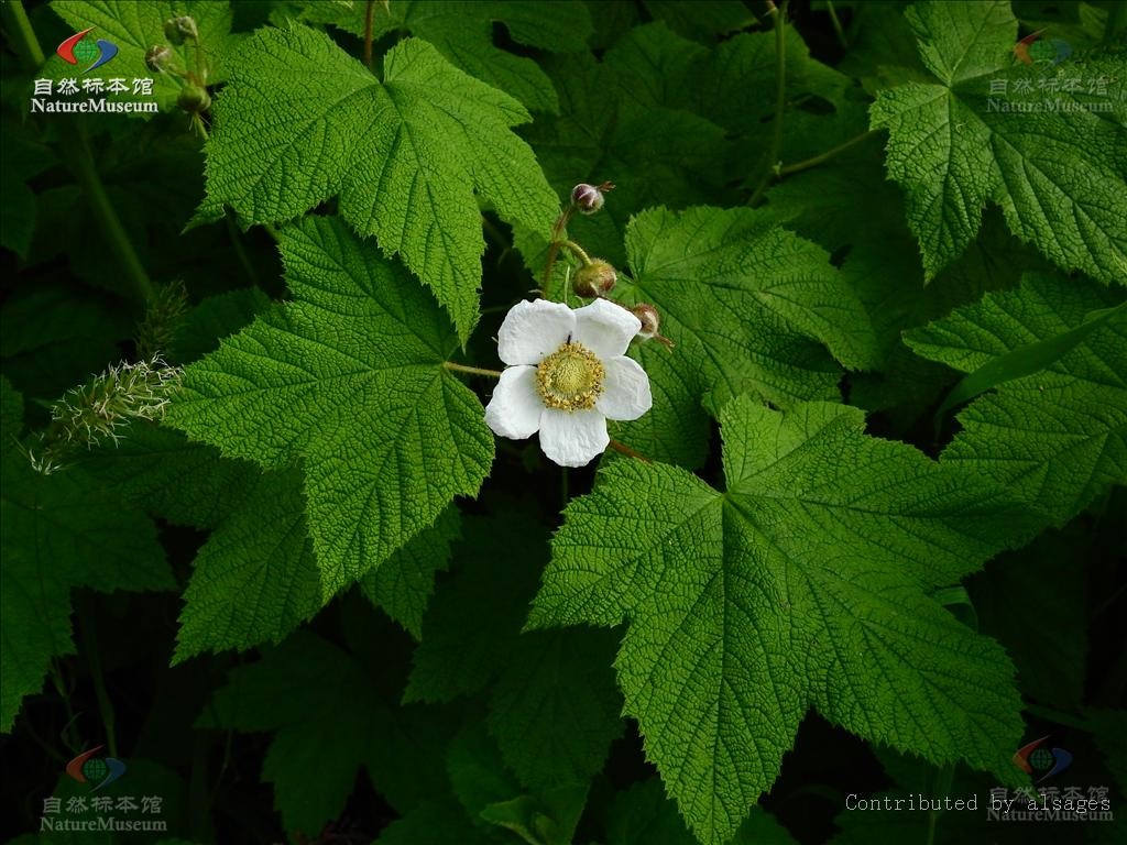 Rubus neomexicanus - PictureThis