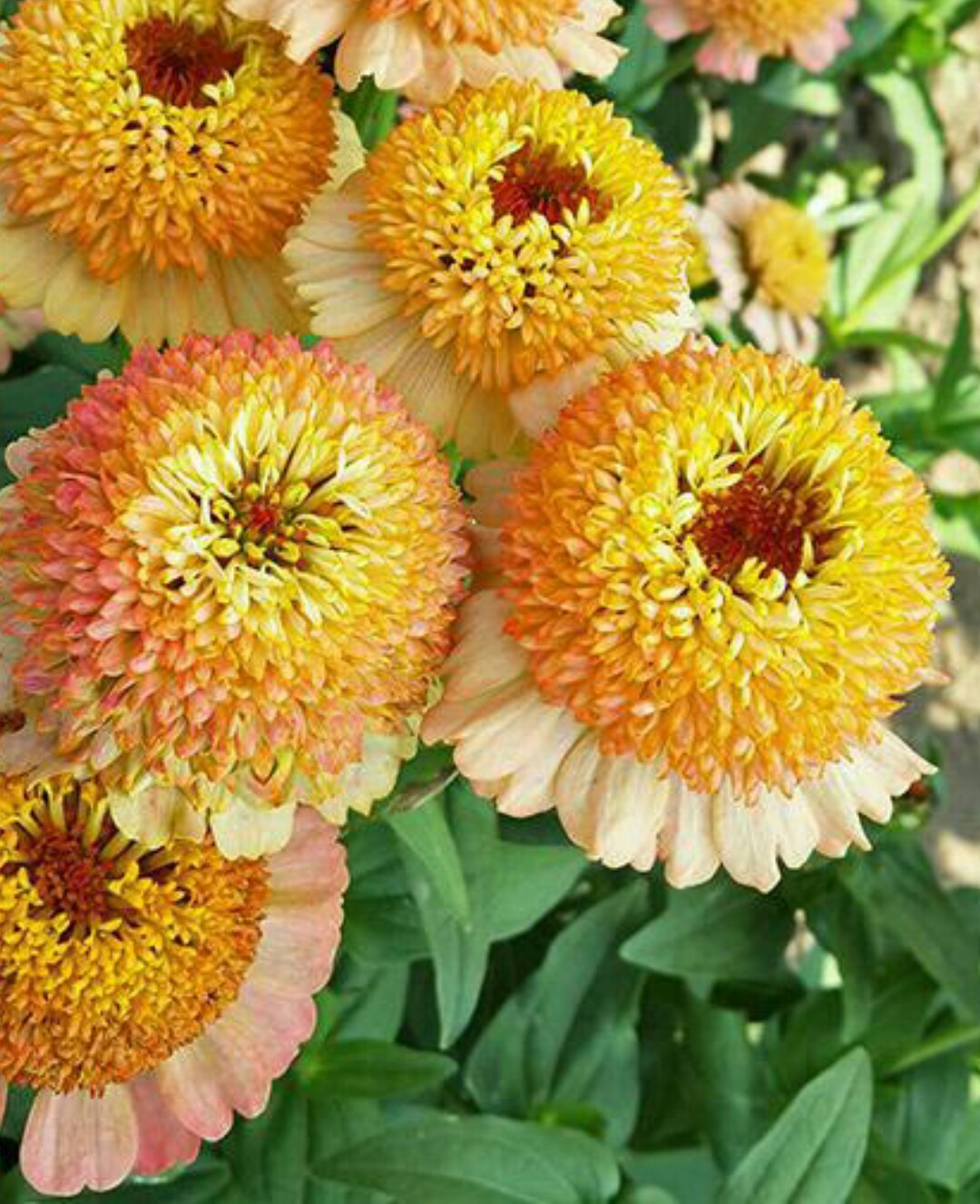 Zinnia elegans 'Zinderella Peach' Flower, Leaf, Uses - PictureThis