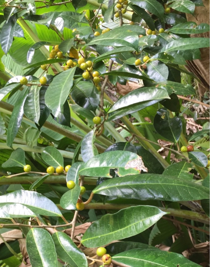 Ficus nervosa - PictureThis