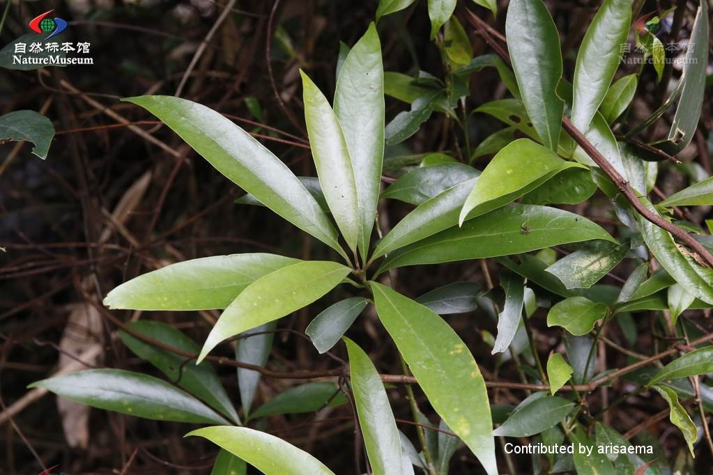 Machilus nanmu Flower, Leaf, Uses - PictureThis