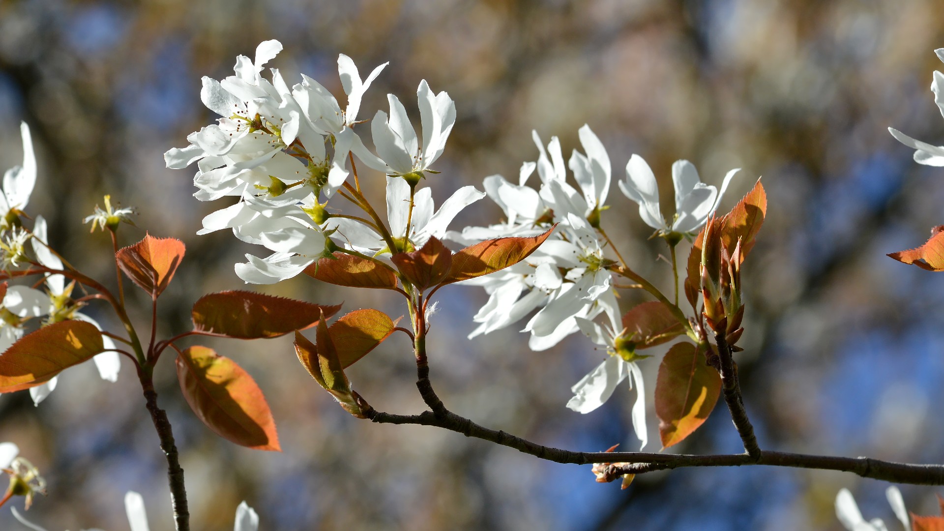 Amelanchier laevis - PictureThis
