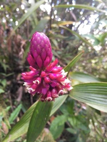 Elleanthus - PictureThis