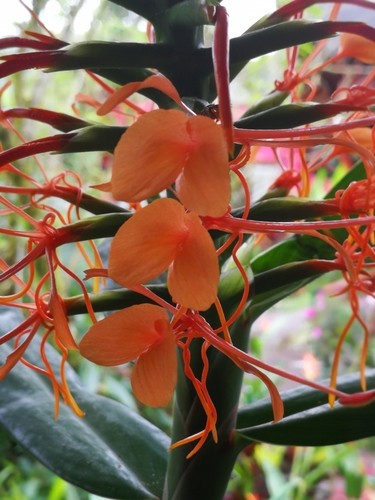 Is the red ginger-lily an evergreen? - PictureThis