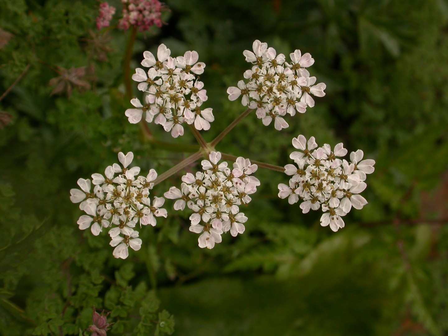 Notopterygium incisum - PictureThis