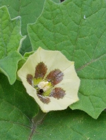 Physalis pubescens - PictureThis