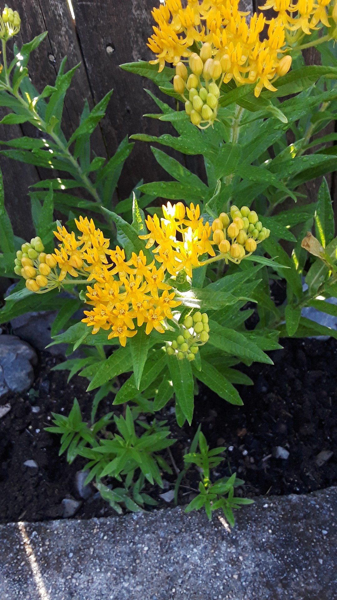 Asclepias tuberosa 'Hello Yellow' (Asclepias tuberosa 'Hello Yellow ...