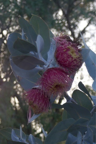 Eucalyptus macrocarpa - PictureThis