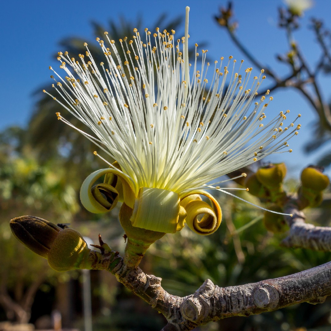 Pseudobombax ellipticum - PictureThis