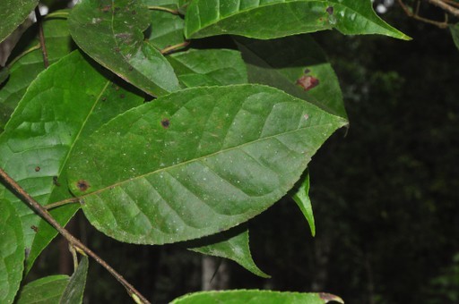 PictureThis - Liquidambar excelsa