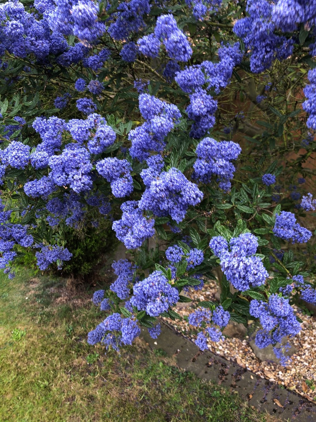Ceanothus - PictureThis