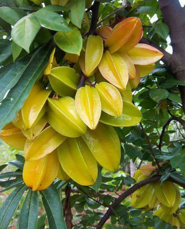 Carambola
