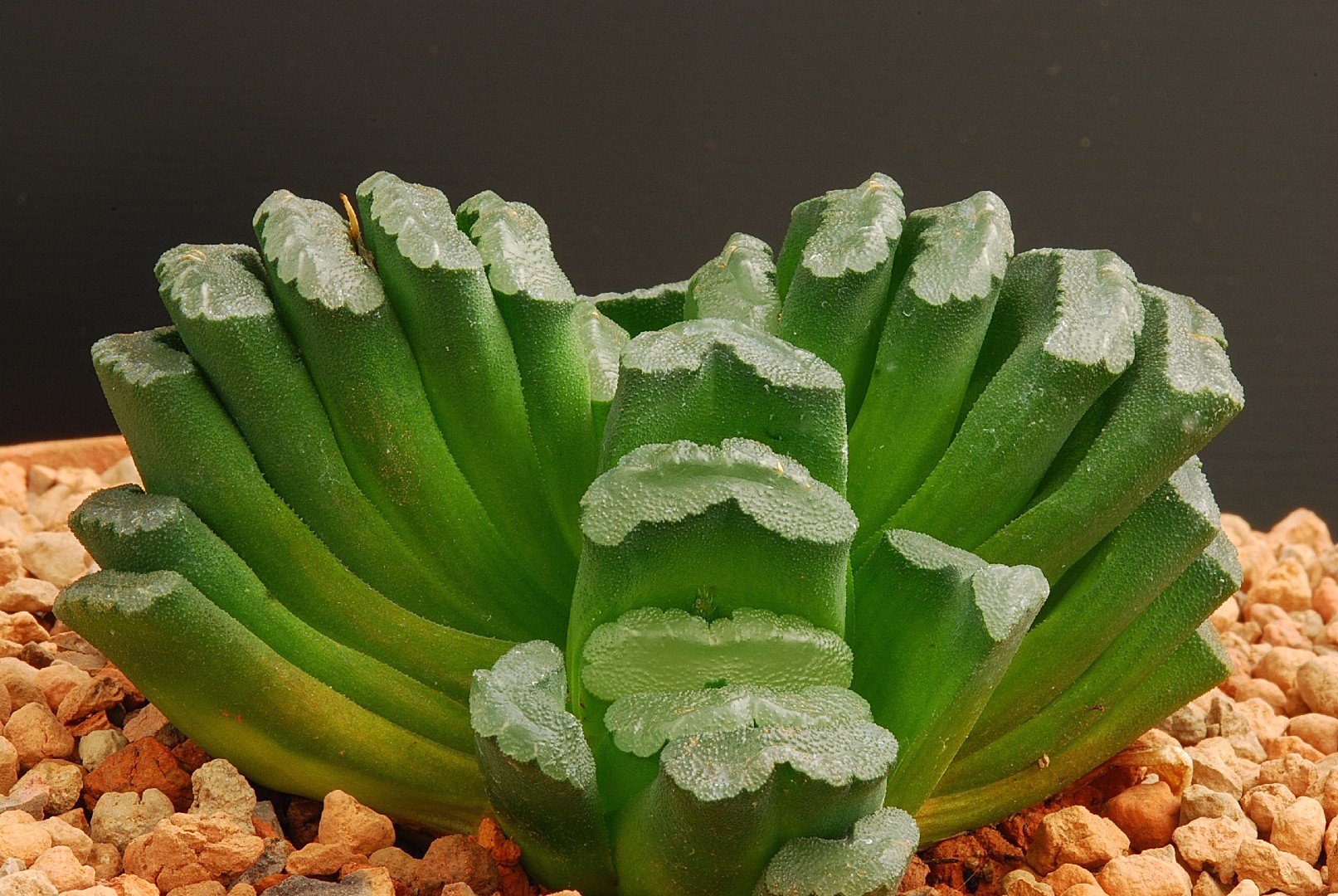 Haworthia truncata - PictureThis