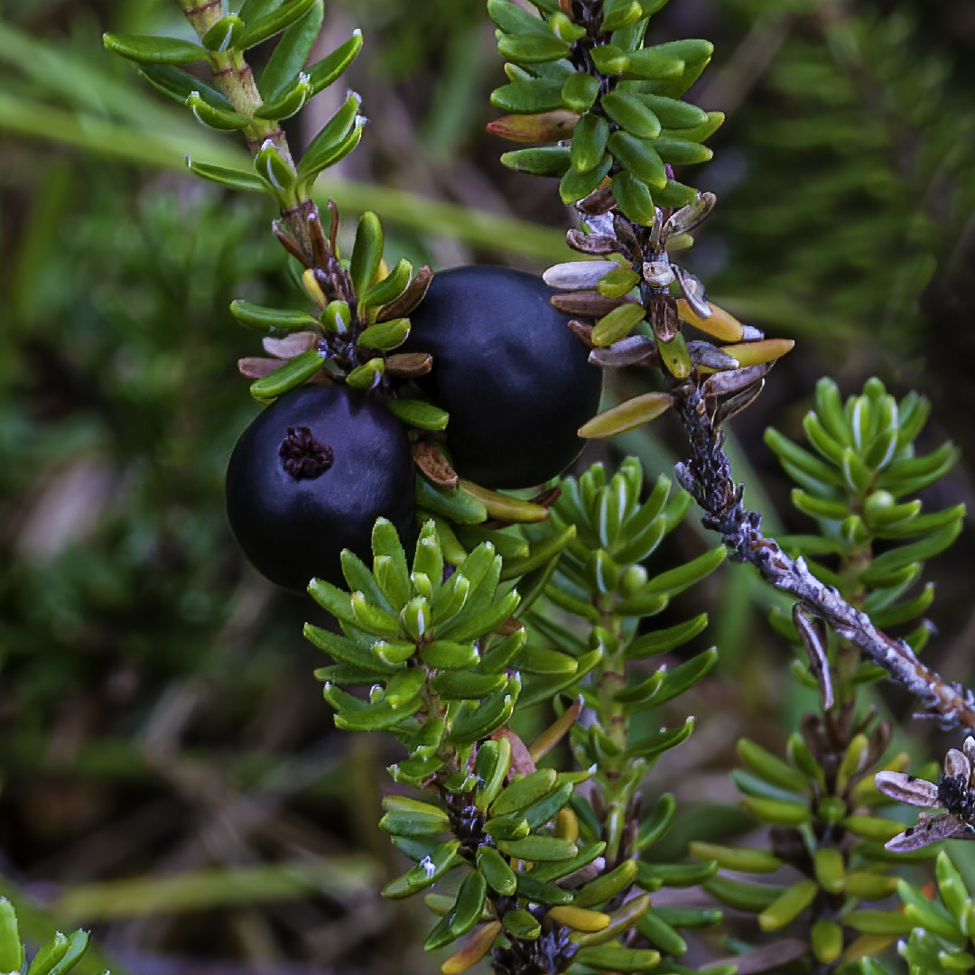 セイヨウガンコウラン (Empetrum nigrum) 花言葉，学名，よくある質問 - PictureThis