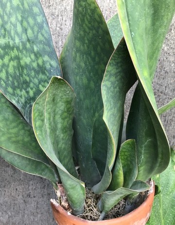 Sansivera Centong (Sansevieria masoniana) - PictureThis