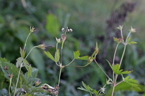 Geranium albiflorum - PictureThis