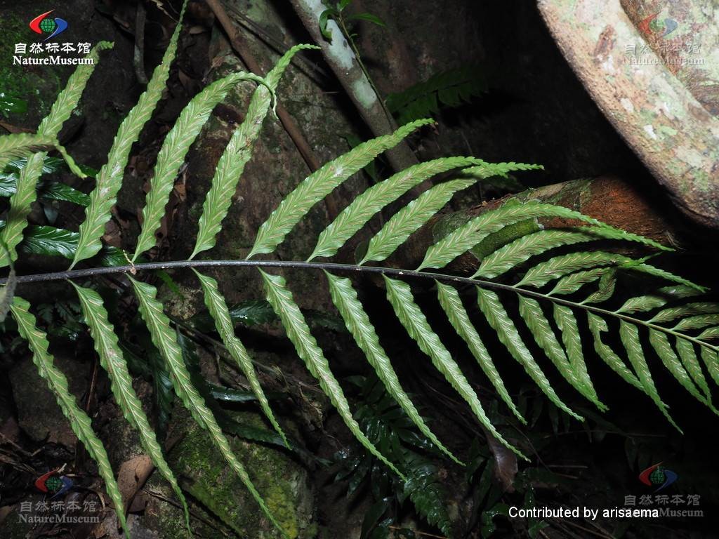 Asplenium (Asplenium) - PictureThis