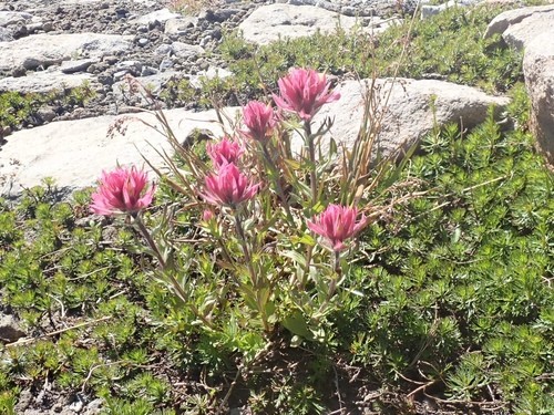 Castilleja parviflora var. oreopola - PictureThis