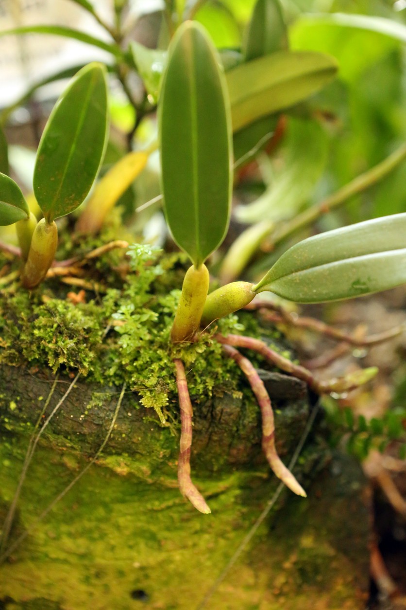 Bulbophyllum ambrosia - PictureThis