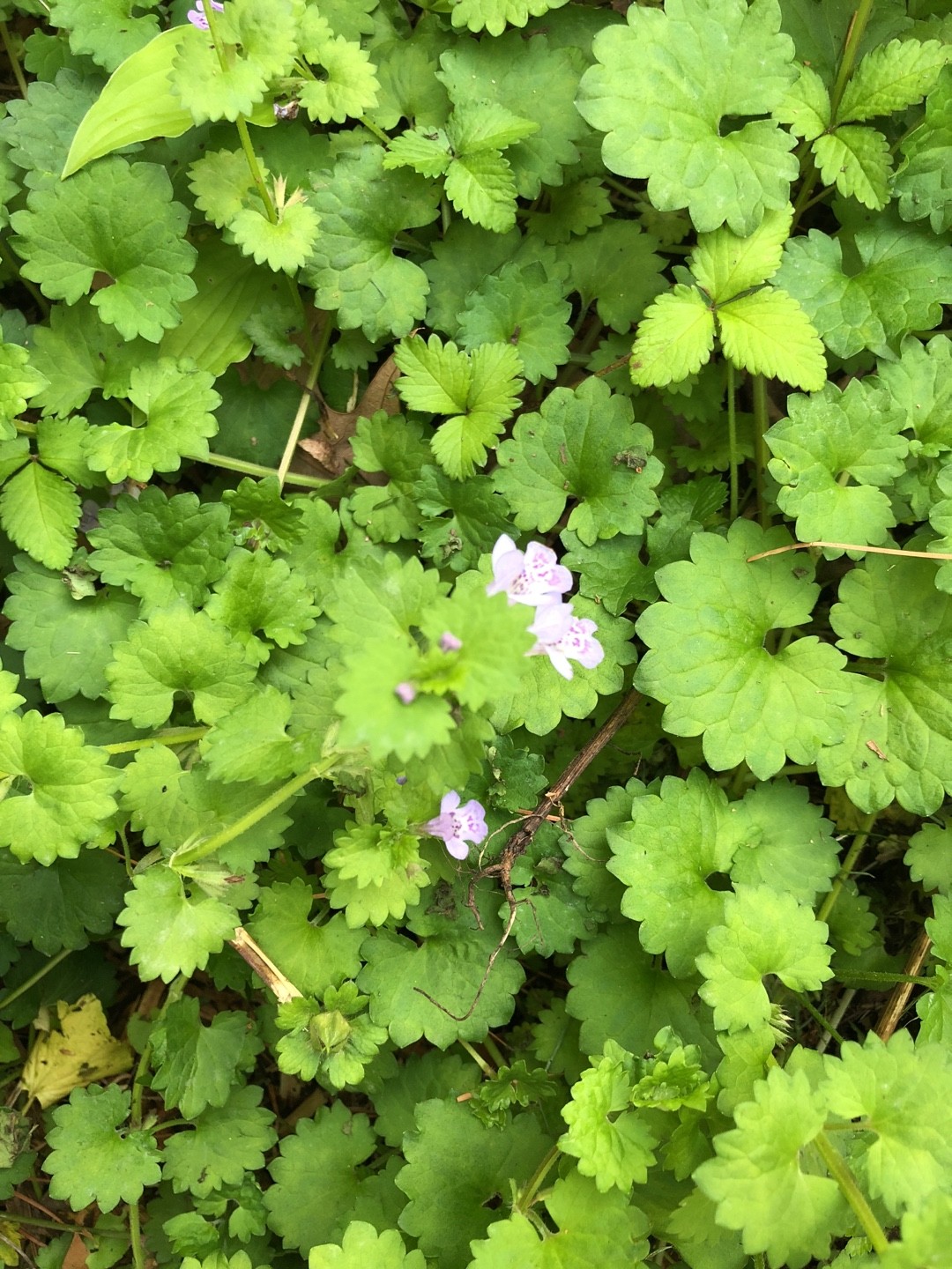 PictureThis - Glechoma grandis