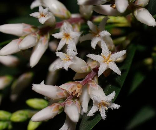 Leucopogon australis - PictureThis