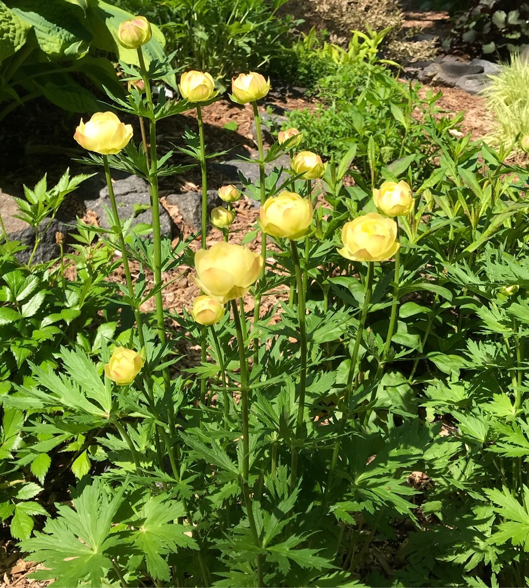 Trollius × cultorum 'Alabaster' - PictureThis