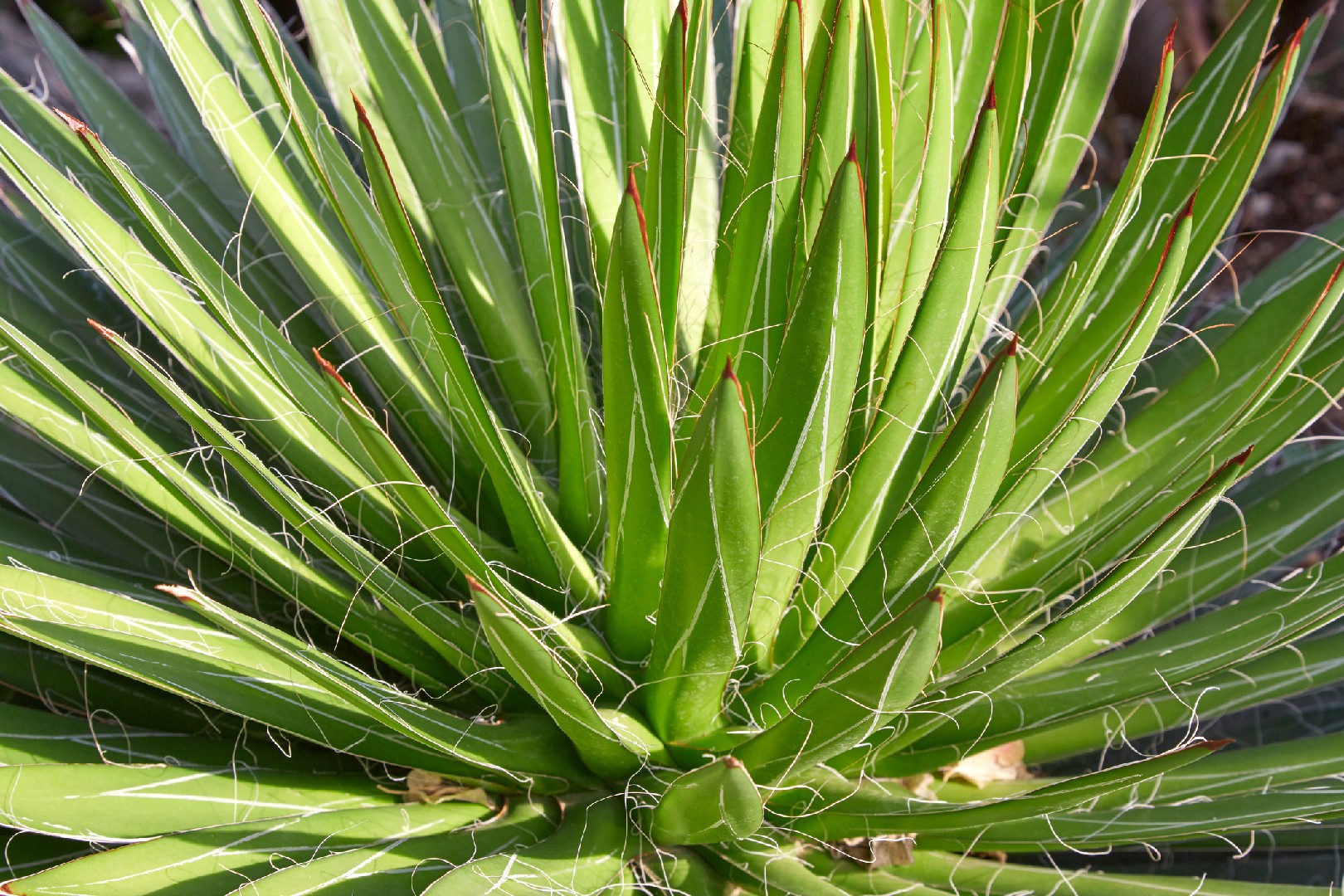 Agave filifera (Agave filifera) - PictureThis