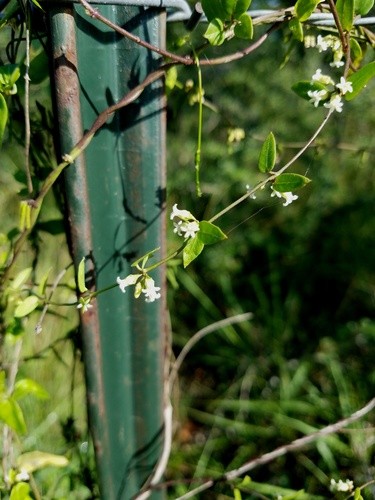 Talayote (Metastelma barbigerum) - PictureThis