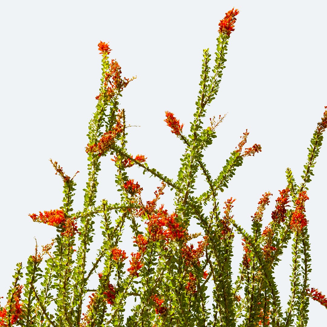 ¿Qué animales comen ocotillo ? - PictureThis