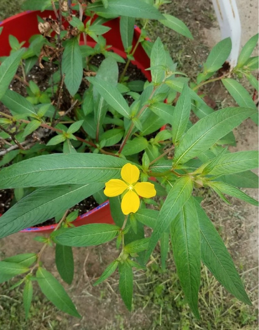 Ludwigia decurrens - PictureThis