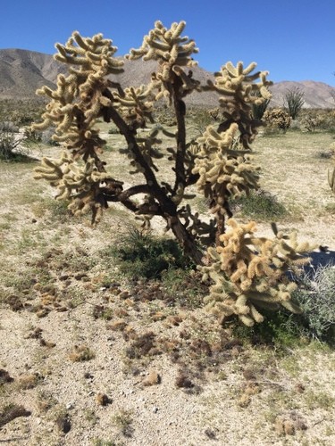 Choya (Cylindropuntia fosbergii) - PictureThis