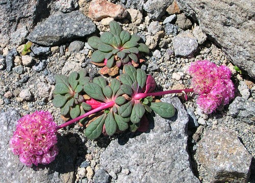Cistanthe umbellata 花言葉，学名，よくある質問 - PictureThis