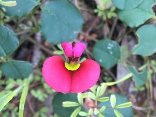 Kennedia carinata - PictureThis