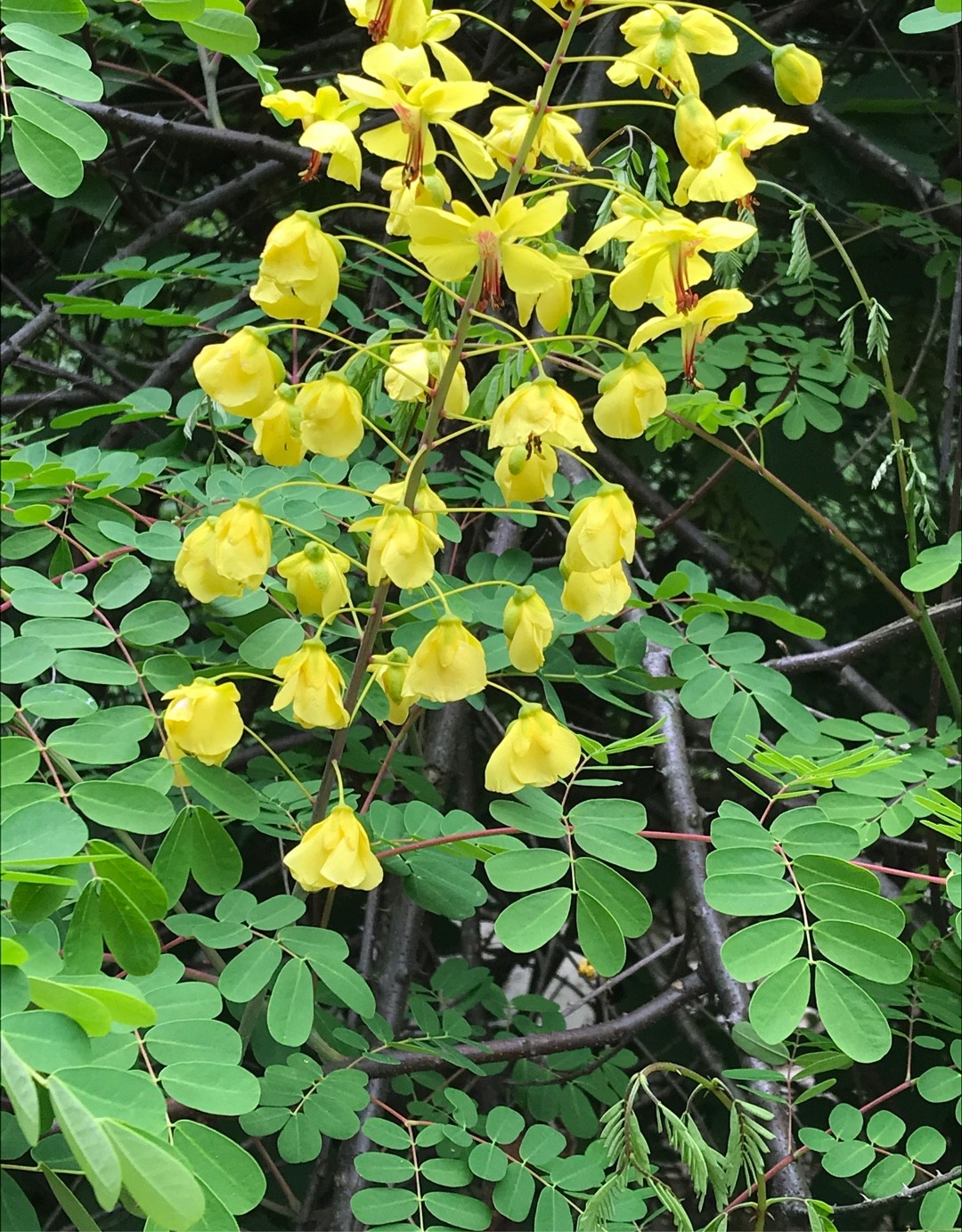 Caesalpinia decapetala - PictureThis