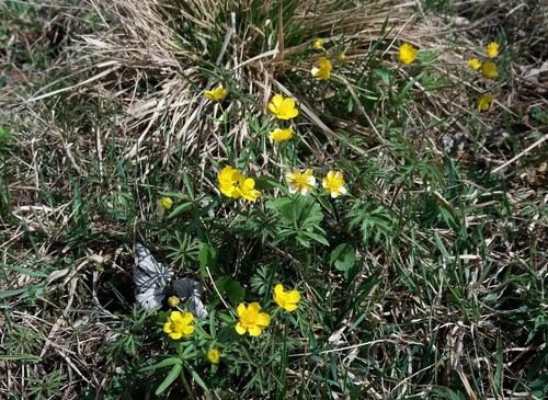 Ranunculus monophyllus - PictureThis