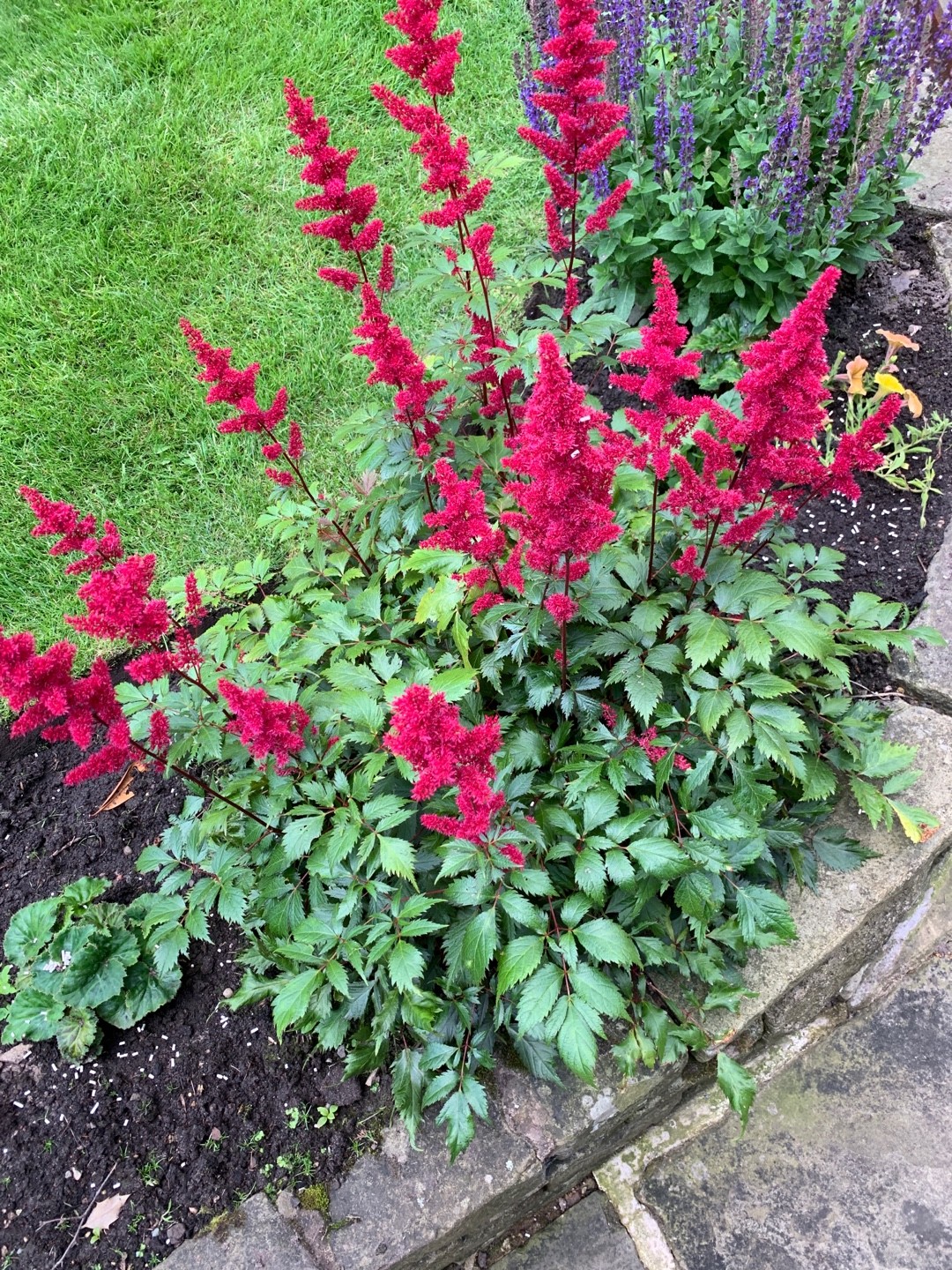 Astilbe × arendsii 'Red Sentinel' - PictureThis