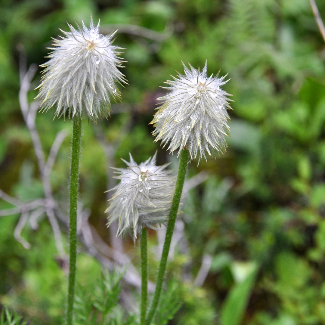 Pulsatilla occidentalis - PictureThis