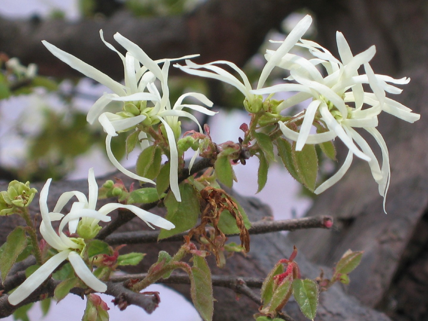 Loropetalum chinense - PictureThis